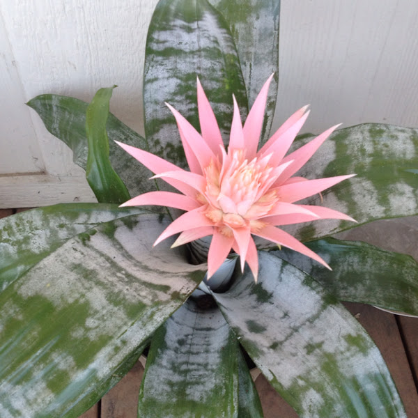 bromeliad | Project Noah