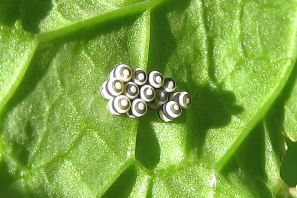 Harlequin Cabbage Bug Eggs | Project Noah