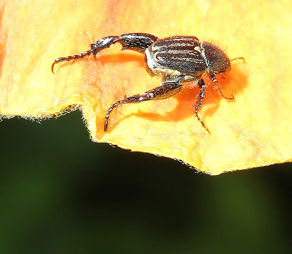 Monkey Beetle | Project Noah