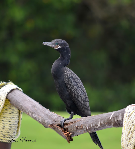 Neotropic Cormorant | Project Noah