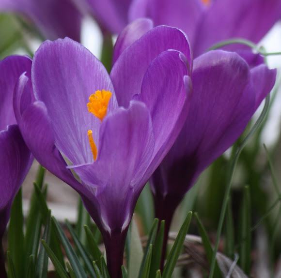 Crocus | Project Noah