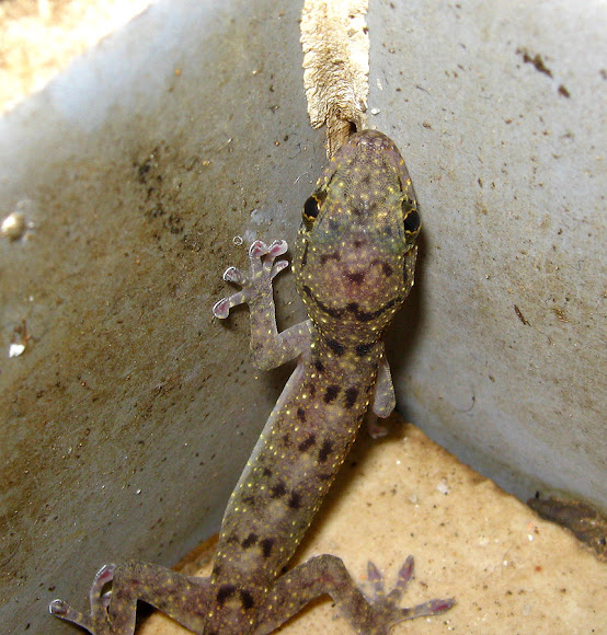 Spotted House Gecko | Project Noah