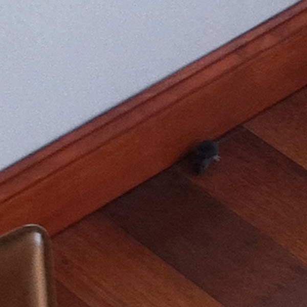 Mouse | Project Noah