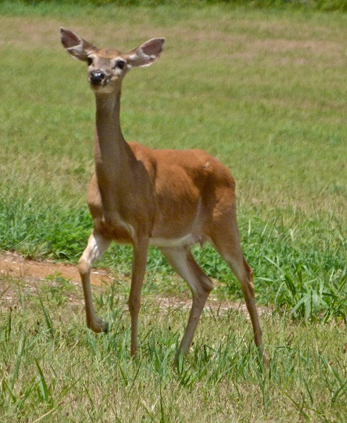 White-tailed deer | Project Noah