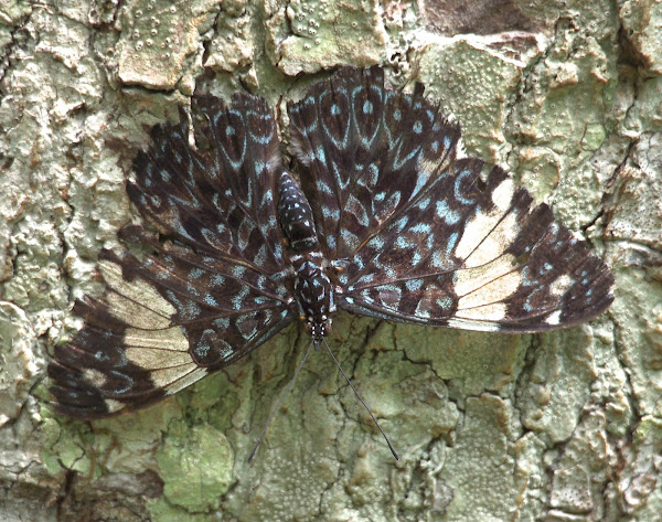 Red Cracker | Project Noah