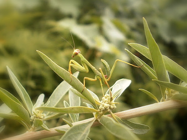 Mantis instar | Project Noah