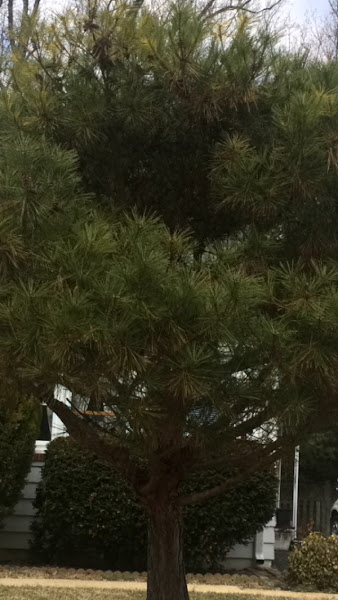 White Pine | Project Noah