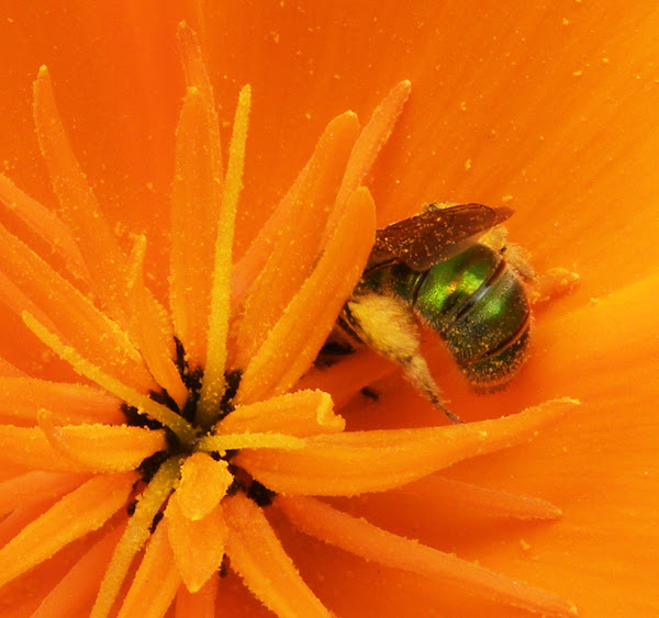 green metallic sweat bee | Project Noah
