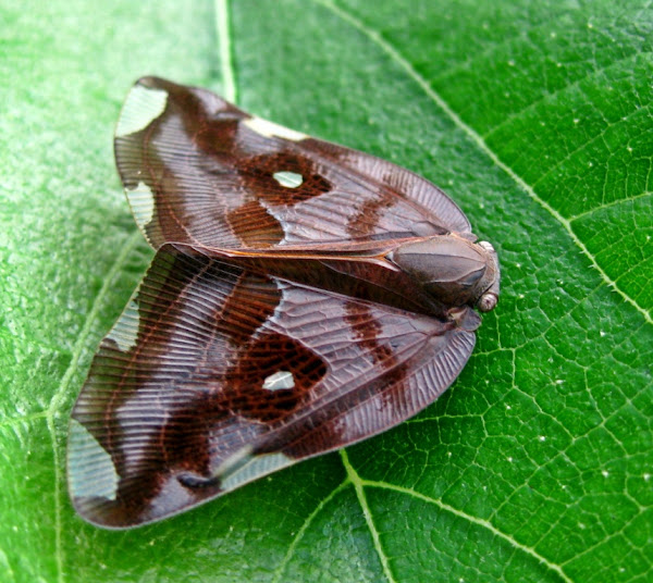 Ricaniid planthopper | Project Noah