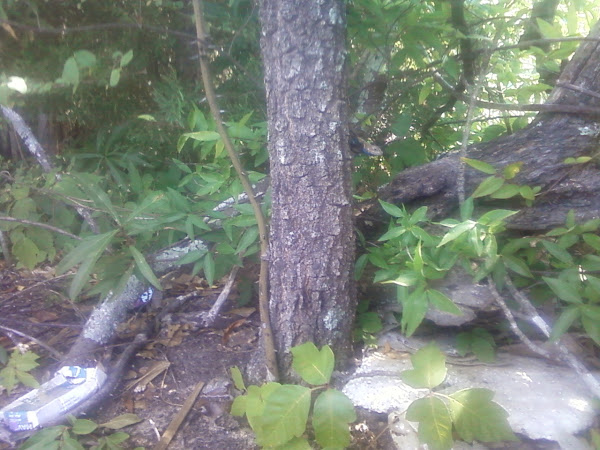 Eastern Fence Swift | Project Noah