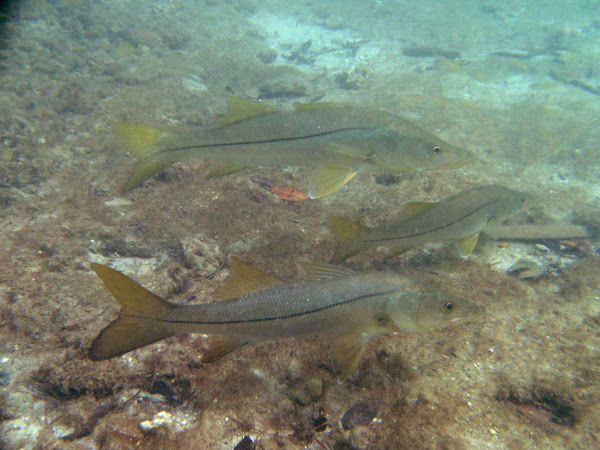 Common Snook | Project Noah
