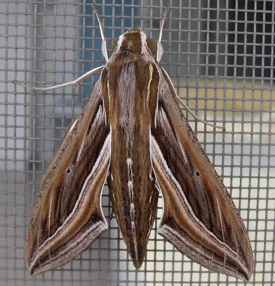 Silver-striped Hawk Moth | Project Noah