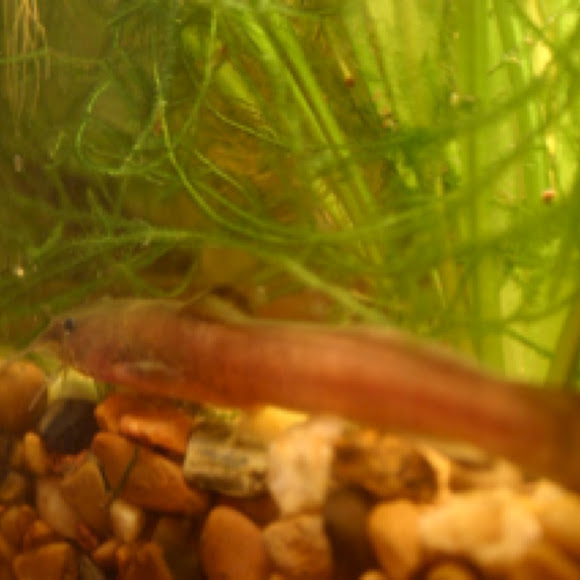 Slender madtom | Project Noah