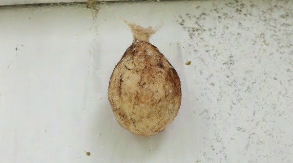 Egg Case of Writing Spider | Project Noah