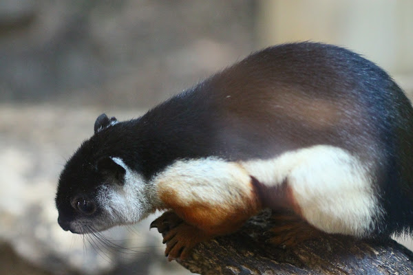 Asian Tri-colored Squirrel | Project Noah