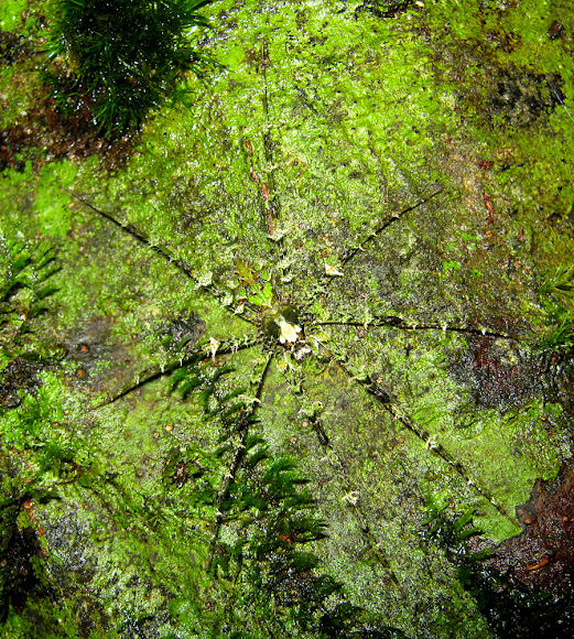 Moss Spider | Project Noah