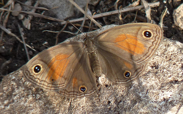 Red Satyr | Project Noah