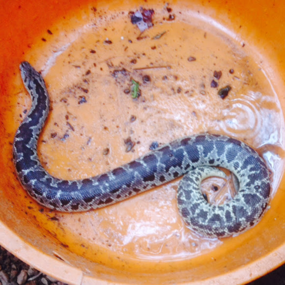 Rough-scaled Sand Boa | Project Noah