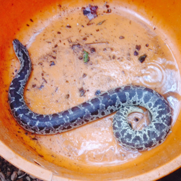 Rough-scaled Sand Boa | Project Noah