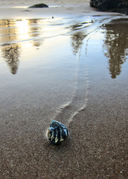 Zebra Top Periwinkle | Project Noah