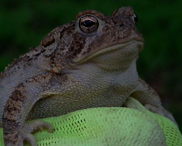 Fowler's Toad | Project Noah