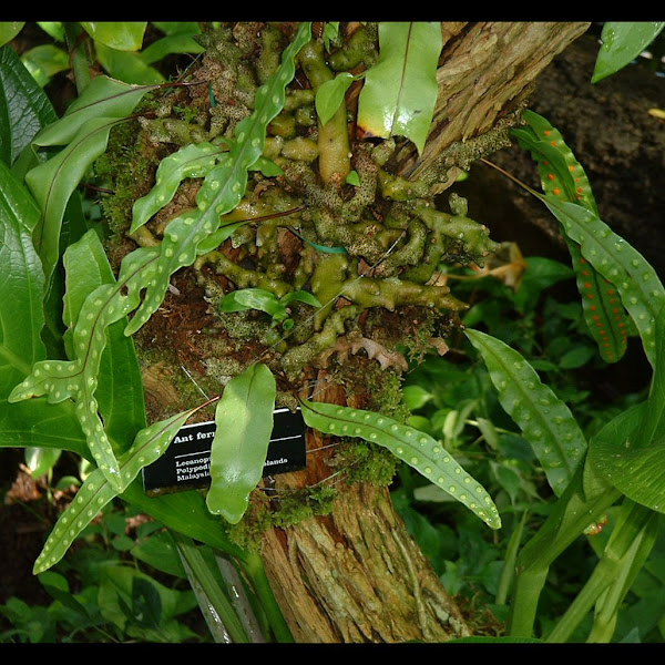 Ant Fern | Project Noah