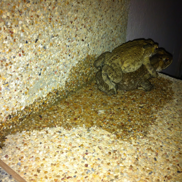 Asian Common Toad | Project Noah