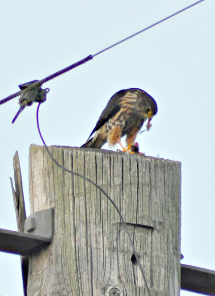 Merlin Falcon | Project Noah