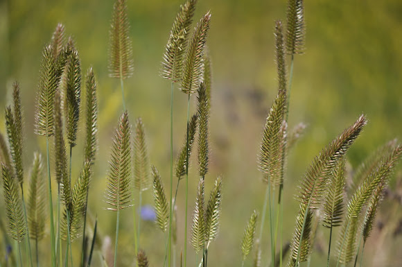 Crested Wheatgrass | Project Noah