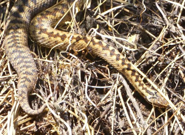 European Adder | Project Noah