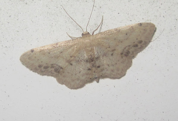 Single-dotted Wave | Project Noah