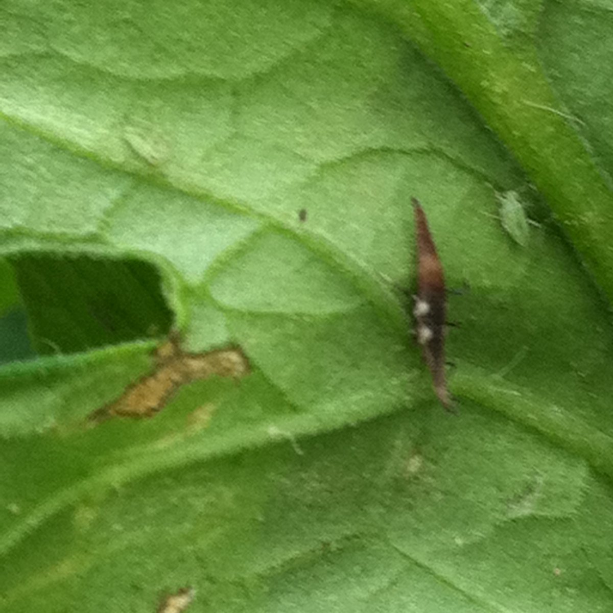 Spotting | Project Noah