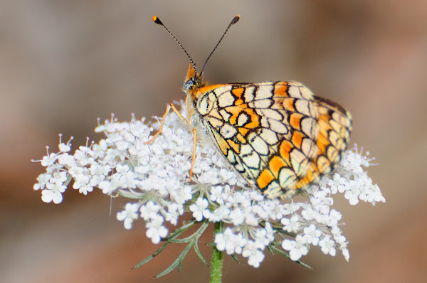 Provençal Fritillary; Doncella Ibérica | Project Noah