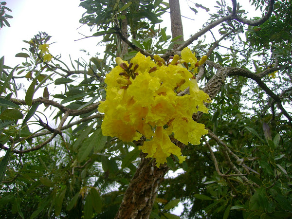 Roble Plateado | Project Noah