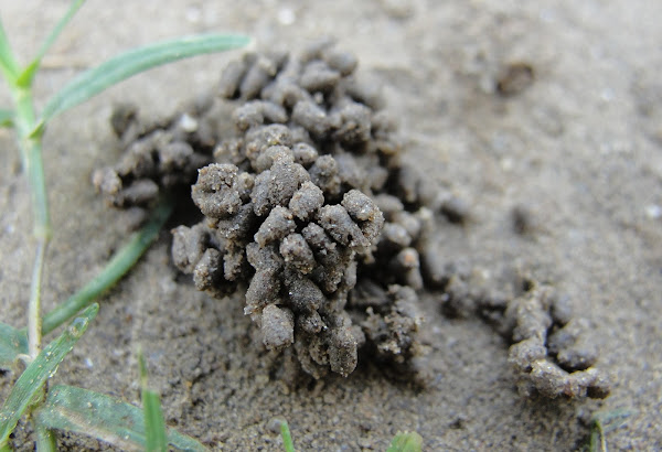 Earthworm faeces | Project Noah