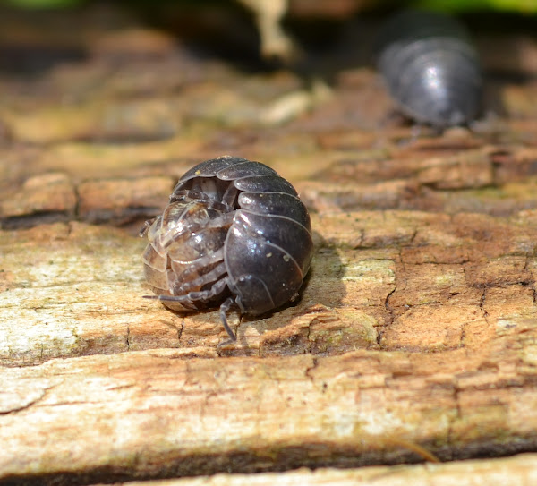 Roly Poly | Project Noah