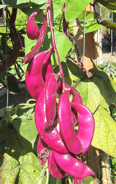 Hyacinth Beans and Flowers | Project Noah