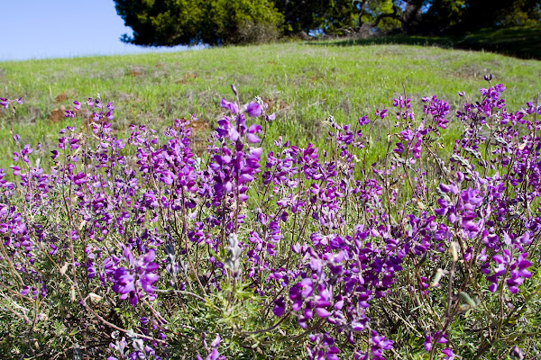 Silver Bush Lupine | Project Noah