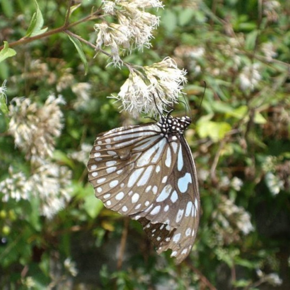Blue Tiger Butterfly | Project Noah