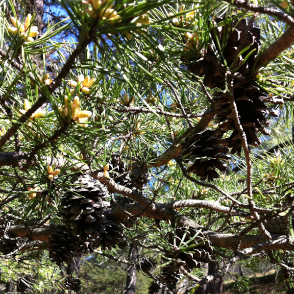 pine tree | Project Noah