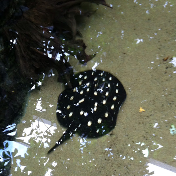 Xingu River ray / white-blotched river stingray | Project Noah