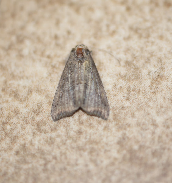 Green Cloverworm | Project Noah