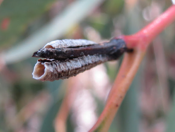 Tube Spittle Bug (cocoon) | Project Noah