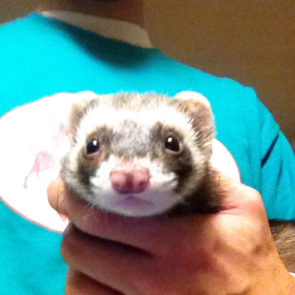 Redirecting to https://projectnoah.org/spottings/ferret-4