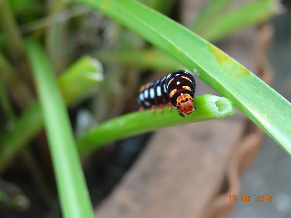 Lily Moth Caterpillar | Project Noah