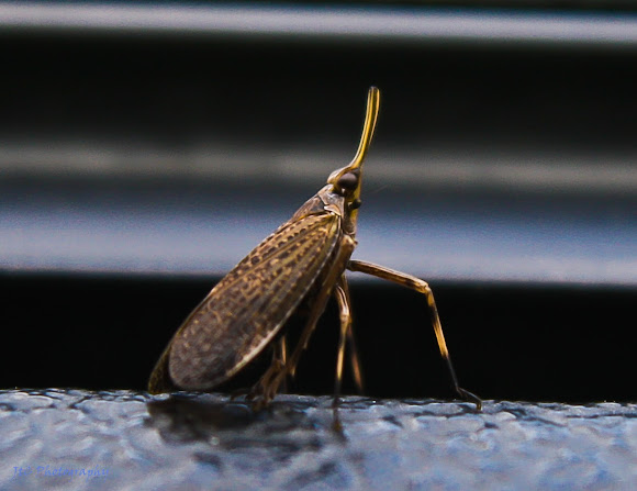 Partridge Bug | Project Noah