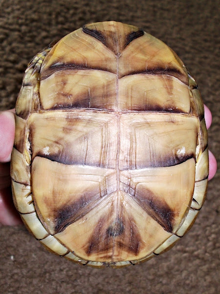 Three-toed box turtle | Project Noah