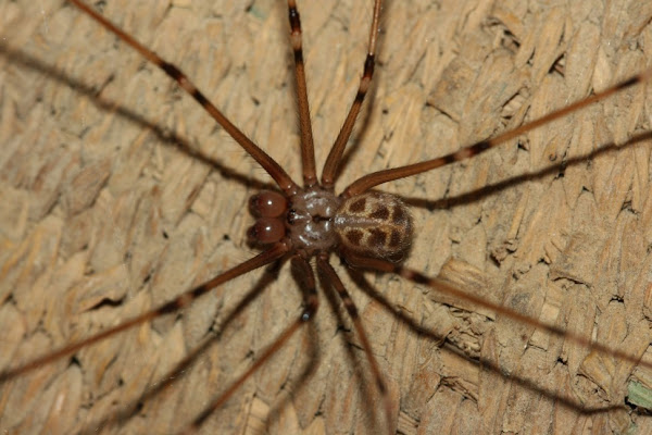 Giant Daddy Long Leg Spider | Project Noah