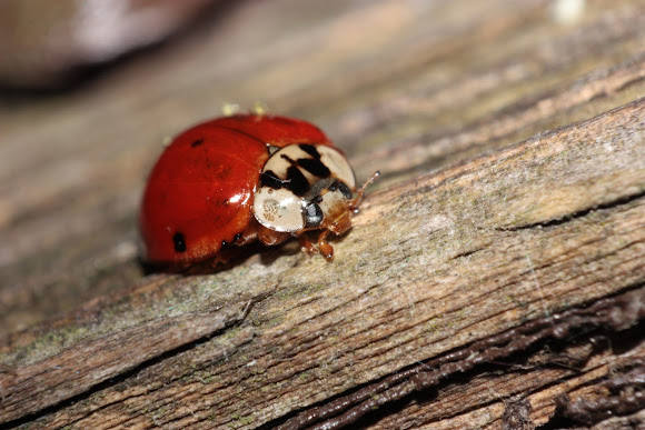 Multicolored Asian Ladybug | Project Noah