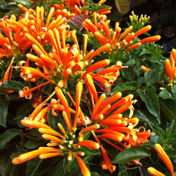 Collar de la reina, aretes | Project Noah